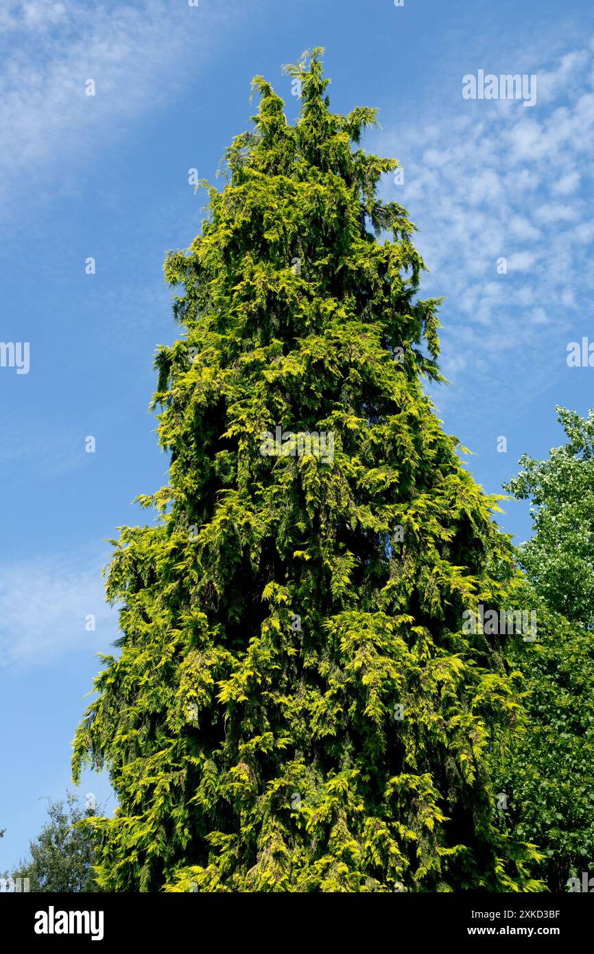 Oregon Cypress, Port Orford Cedar, Lawson False Cypress, Chamaecyparis ...
