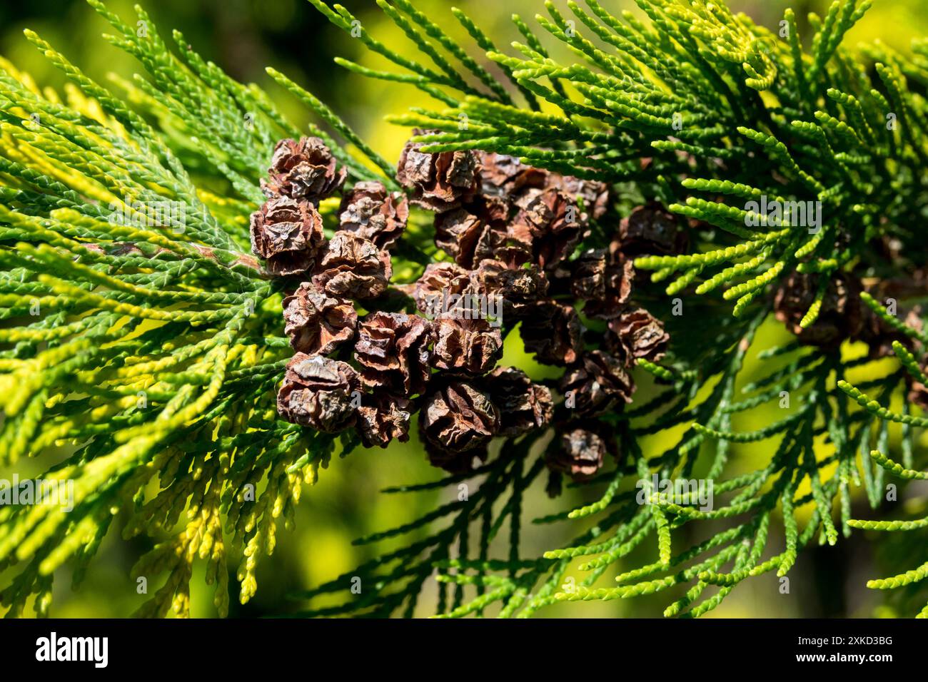 Lawson False Cypress, Chamaecyparis lawsoniana Port Orford Cedar, Oregon Cypress, Cones Closeup ...