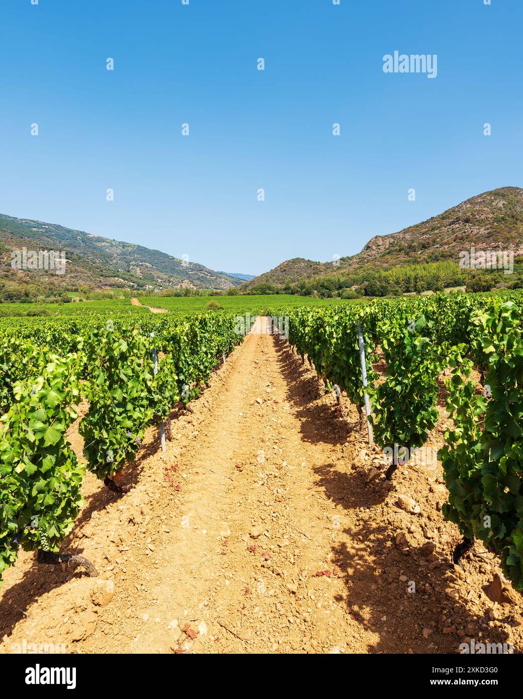 Rows of a beautiful vineyard for the production of wine grown in Sardinia, Italy. Traditional ...