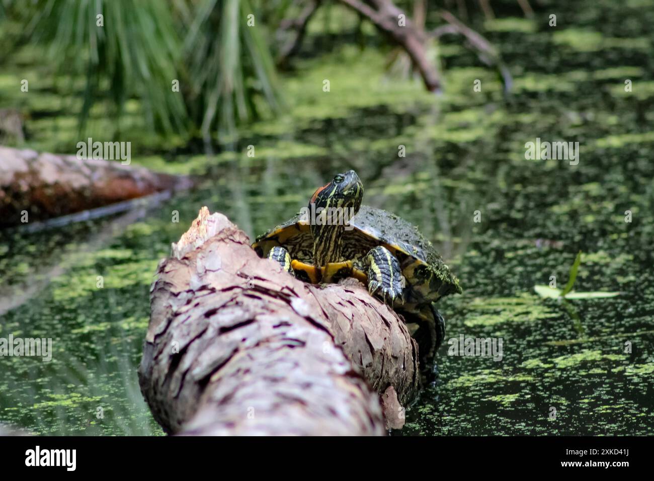 Wild invasive algae hi-res stock photography and images - Alamy