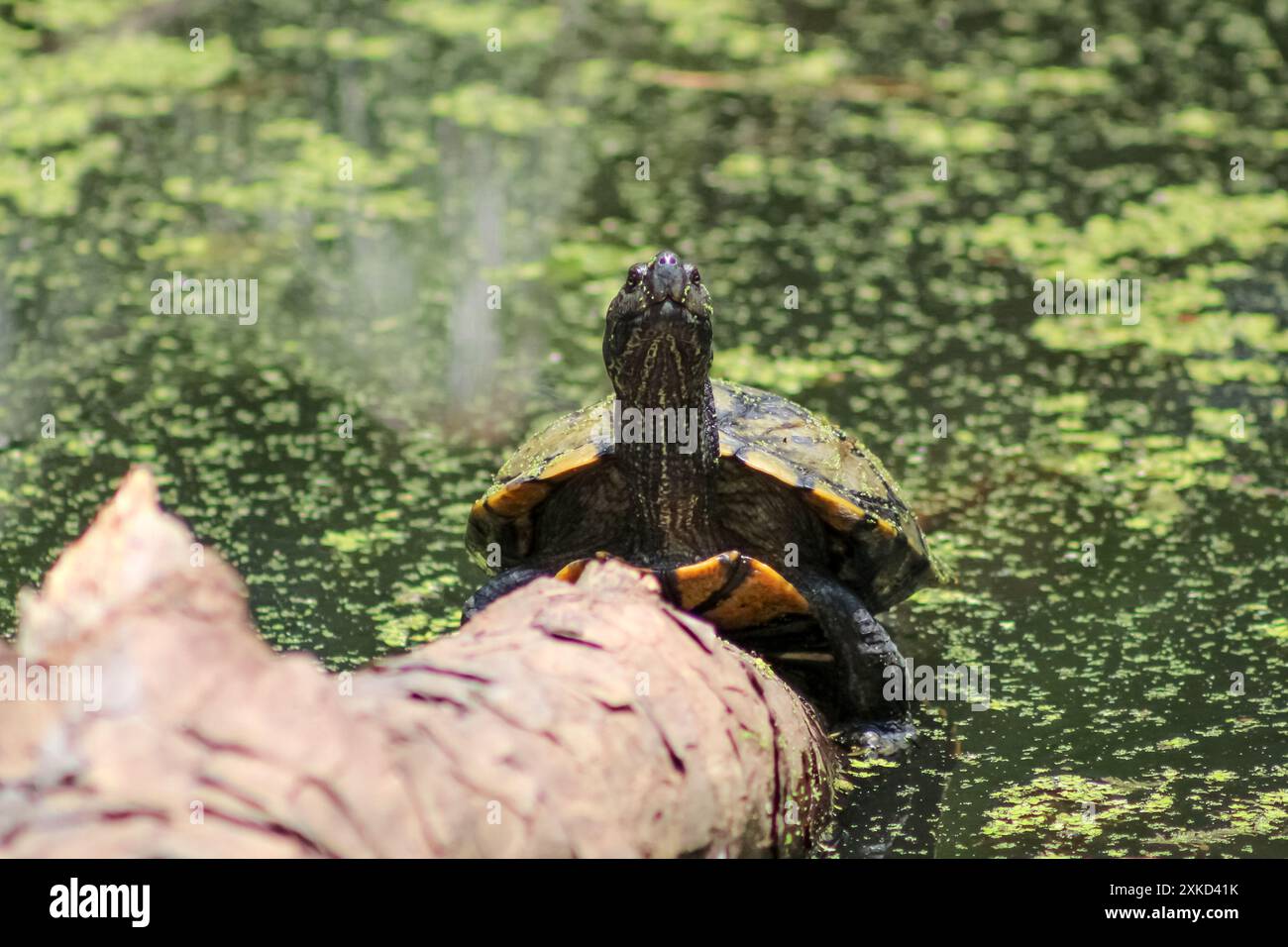 Turtle in algae hi-res stock photography and images - Alamy