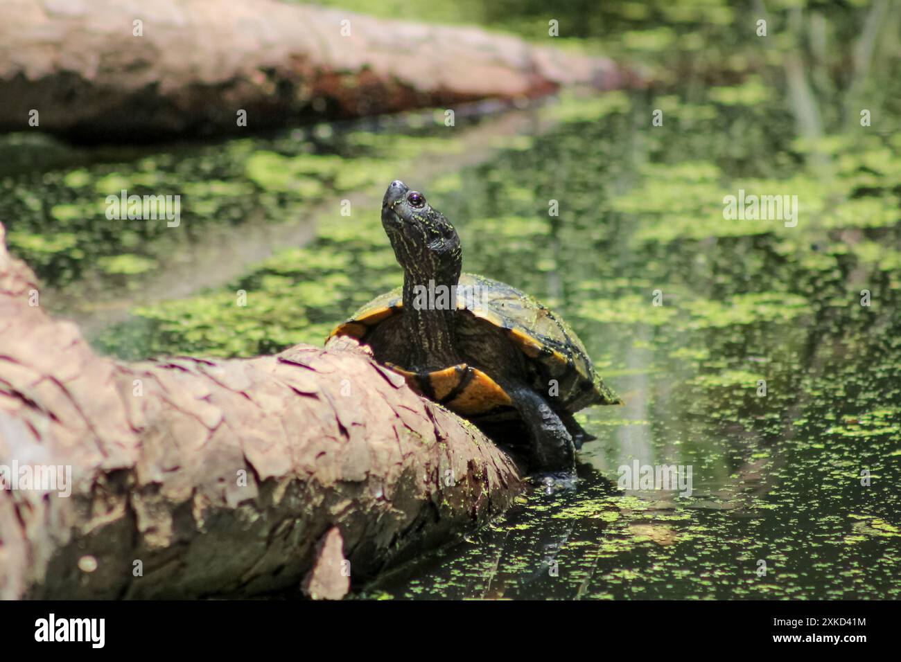 Turtle resting on a log in an algae filled pond Stock Photo - Alamy