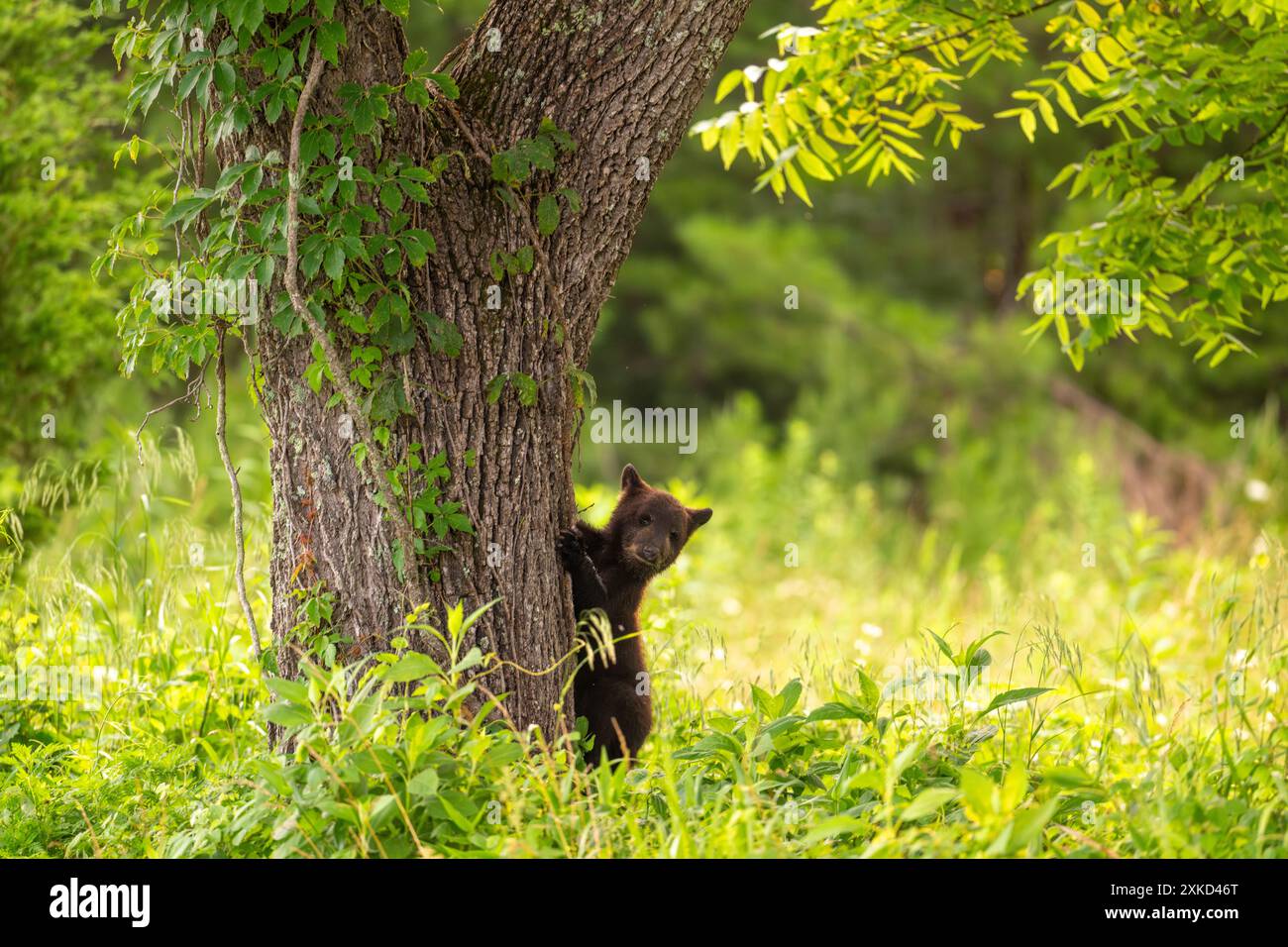 A black bear cub on a branch in a large tree in summer in Tennessee ...