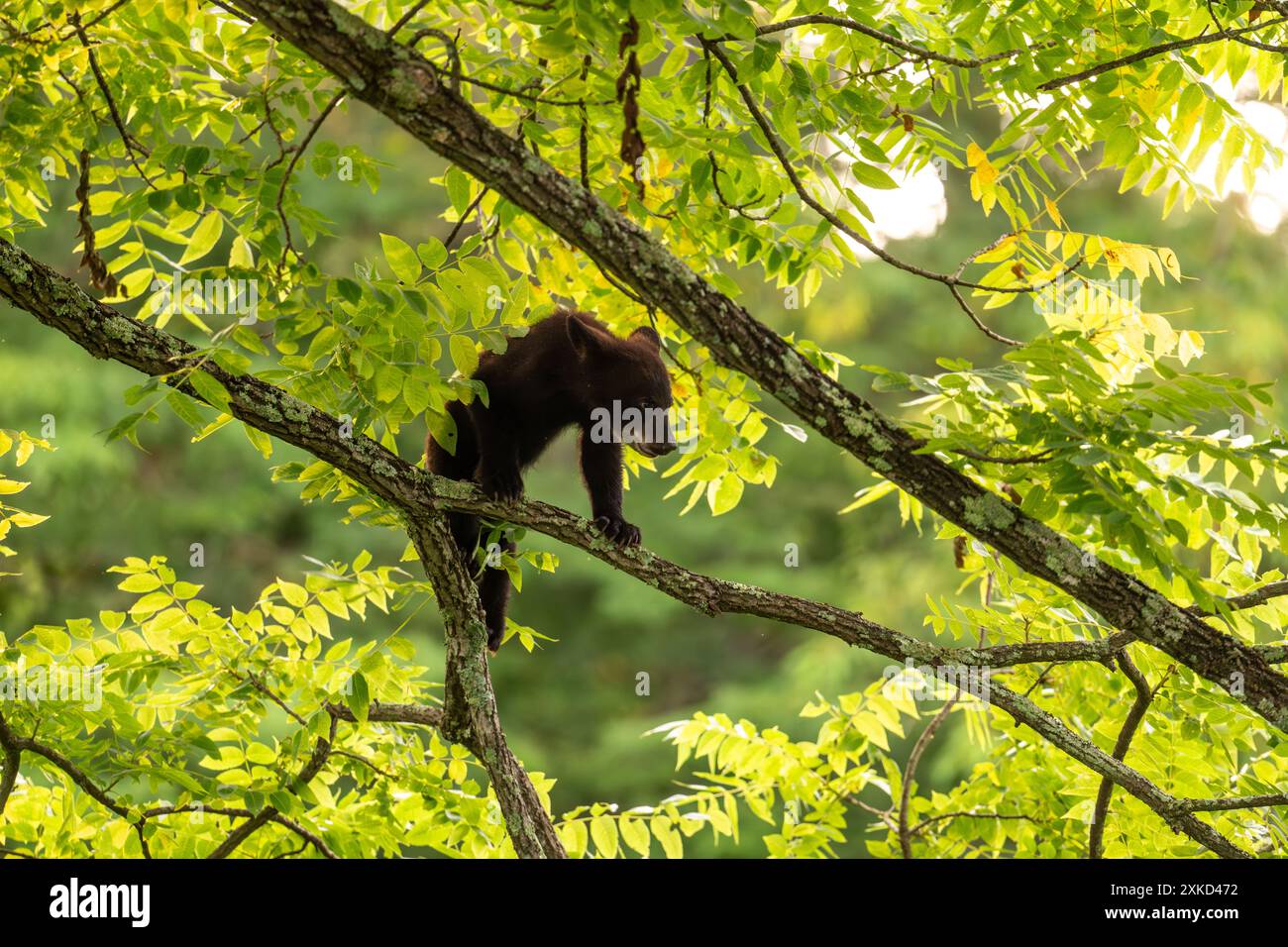 A black bear cub on a branch in a large tree in summer in Tennessee ...