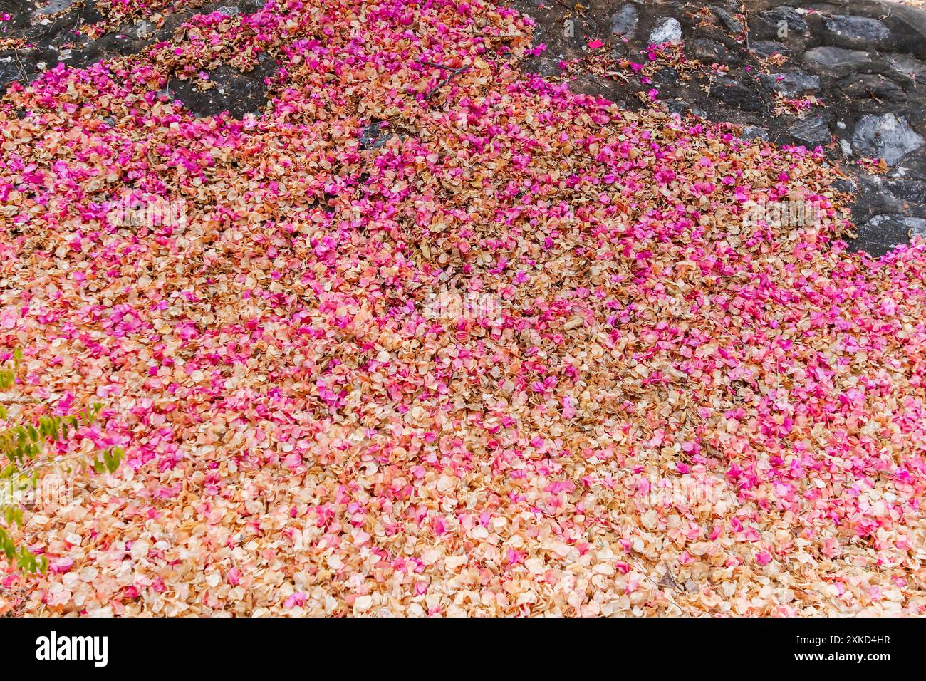 background image of petals bougainvillea The full frame of the pink ...