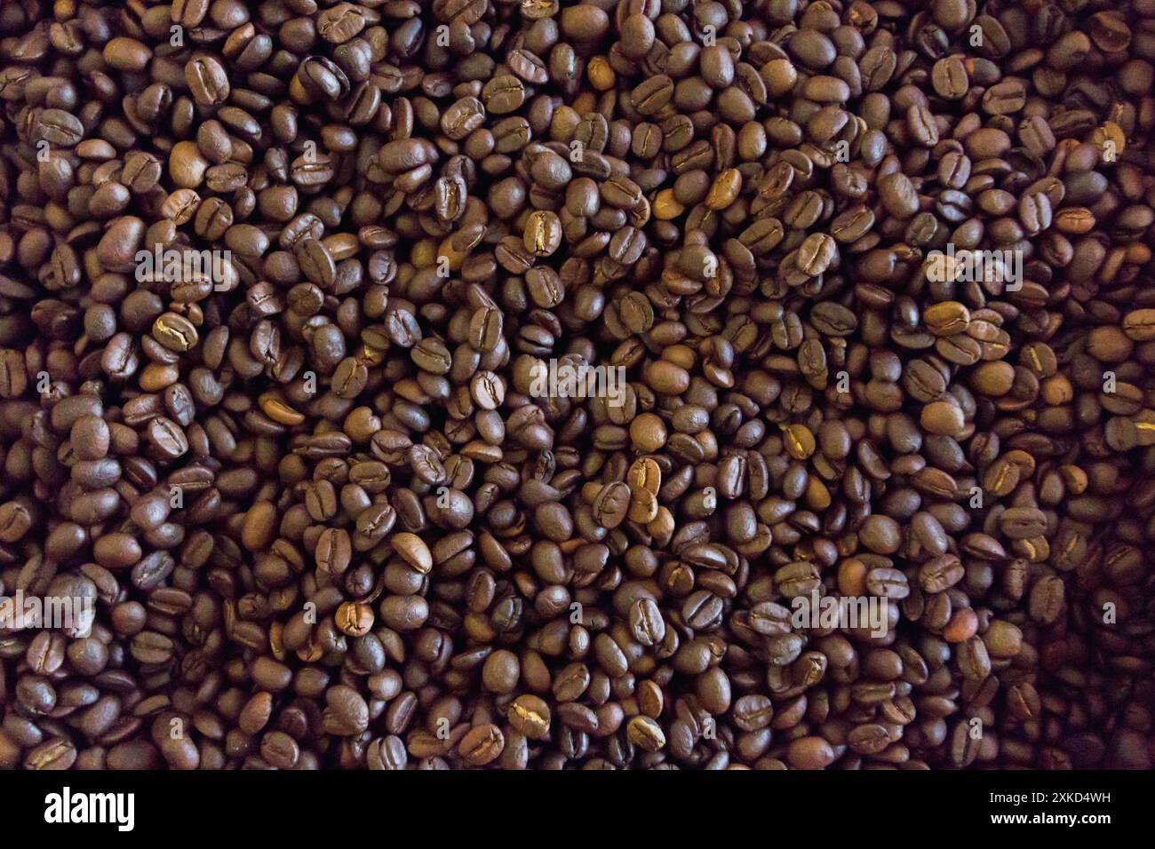 Fresh coffee that is processed by peeling for drying and roasting to ...