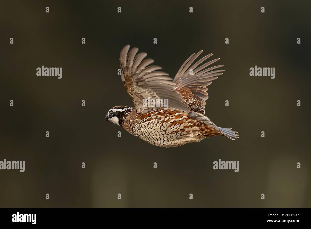 A Northern Bobwhite Quail in flight Stock Photo - Alamy