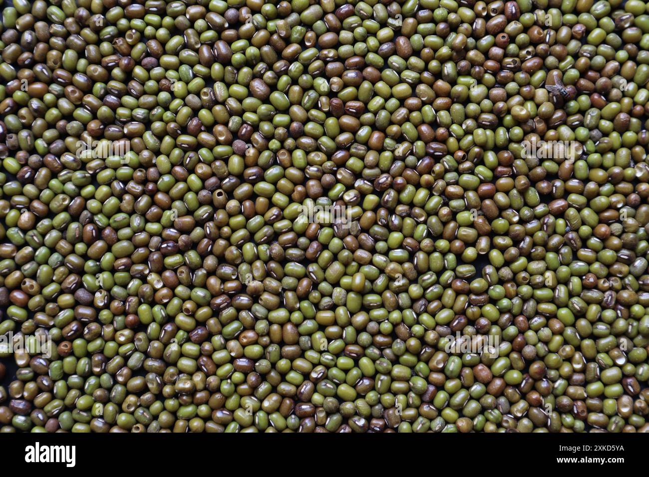 Background of grains of beans laying on a table to inspect bite marks ...