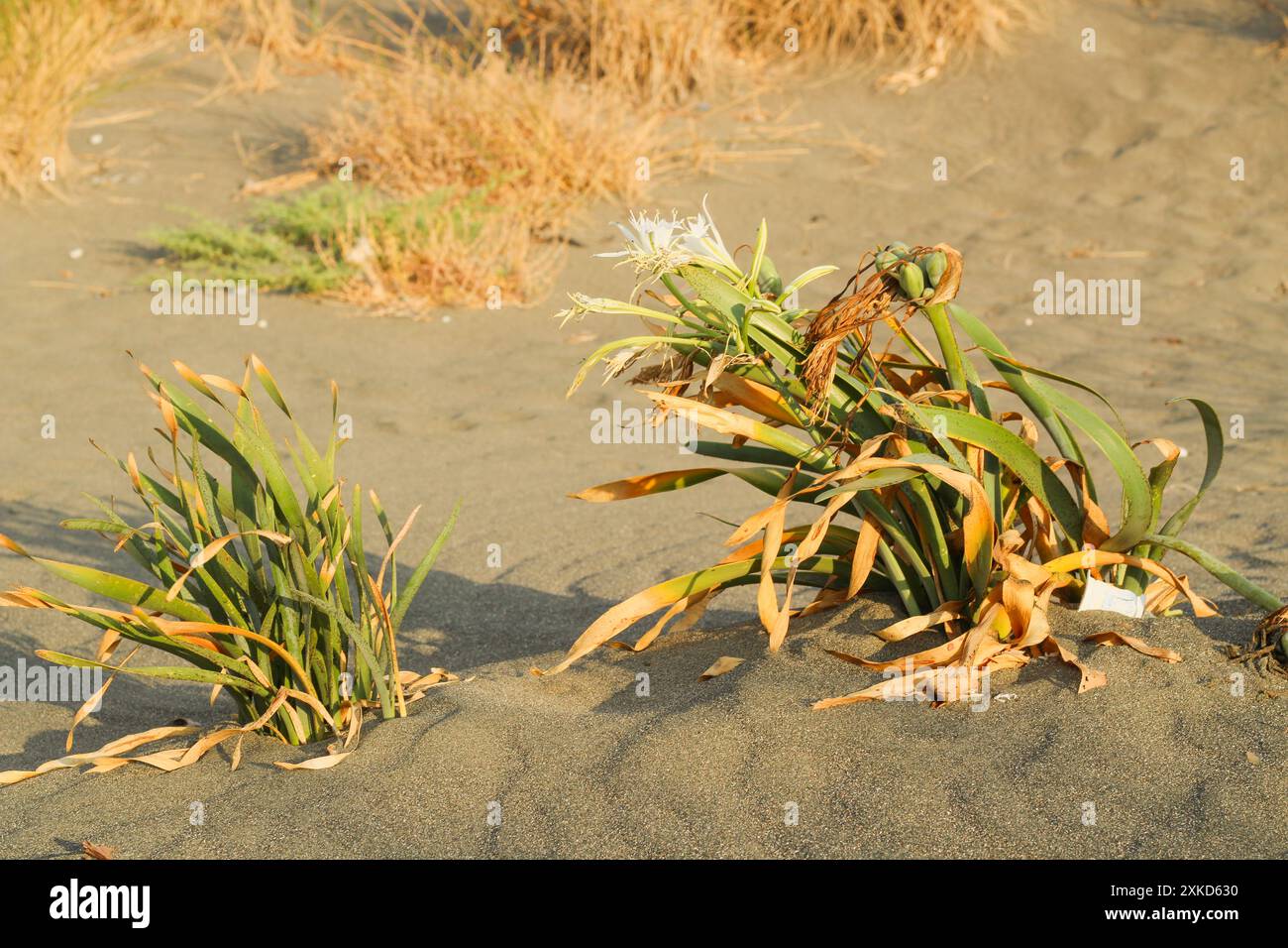 Sand lily or Sea daffodil closeup view. Pancratium maritimum, wild ...