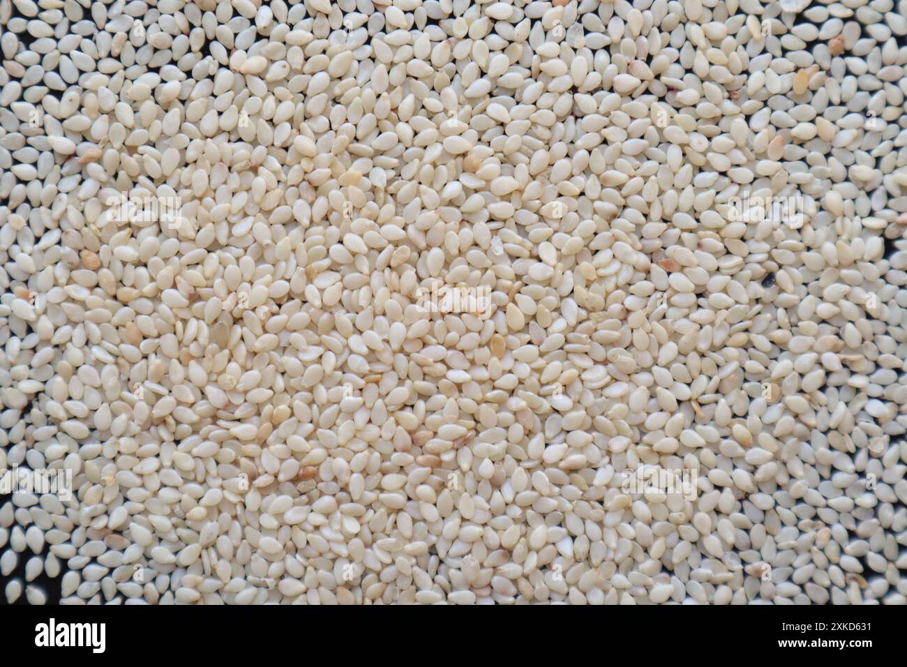 Background image of white sesame seeds laying on a table to inspect ...