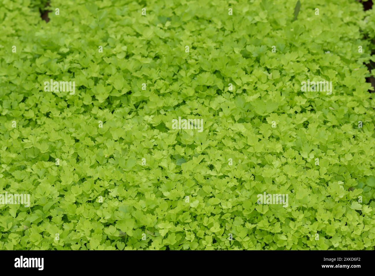 Many small seedlings are prepared for planting in vegetable gardens ...