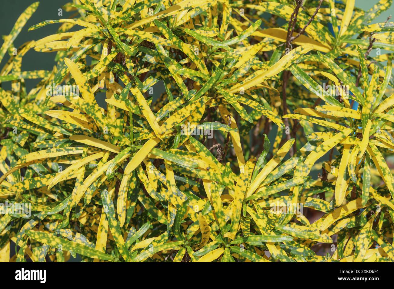 Plants unique growth pattern hi-res stock photography and images - Alamy