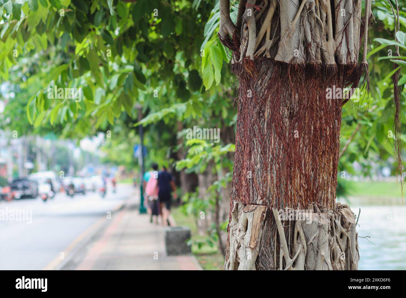 The vine roots that have emerged after being cut off are to destroy the ...