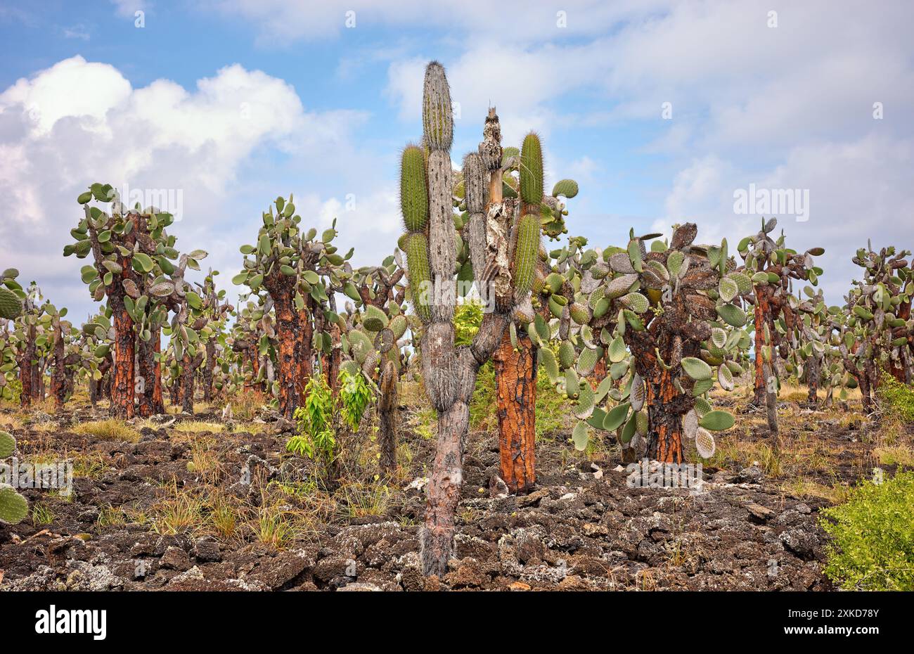 Landscape with Galapagos Giant Cactus, Galapagos Islands, Ecuador Stock ...