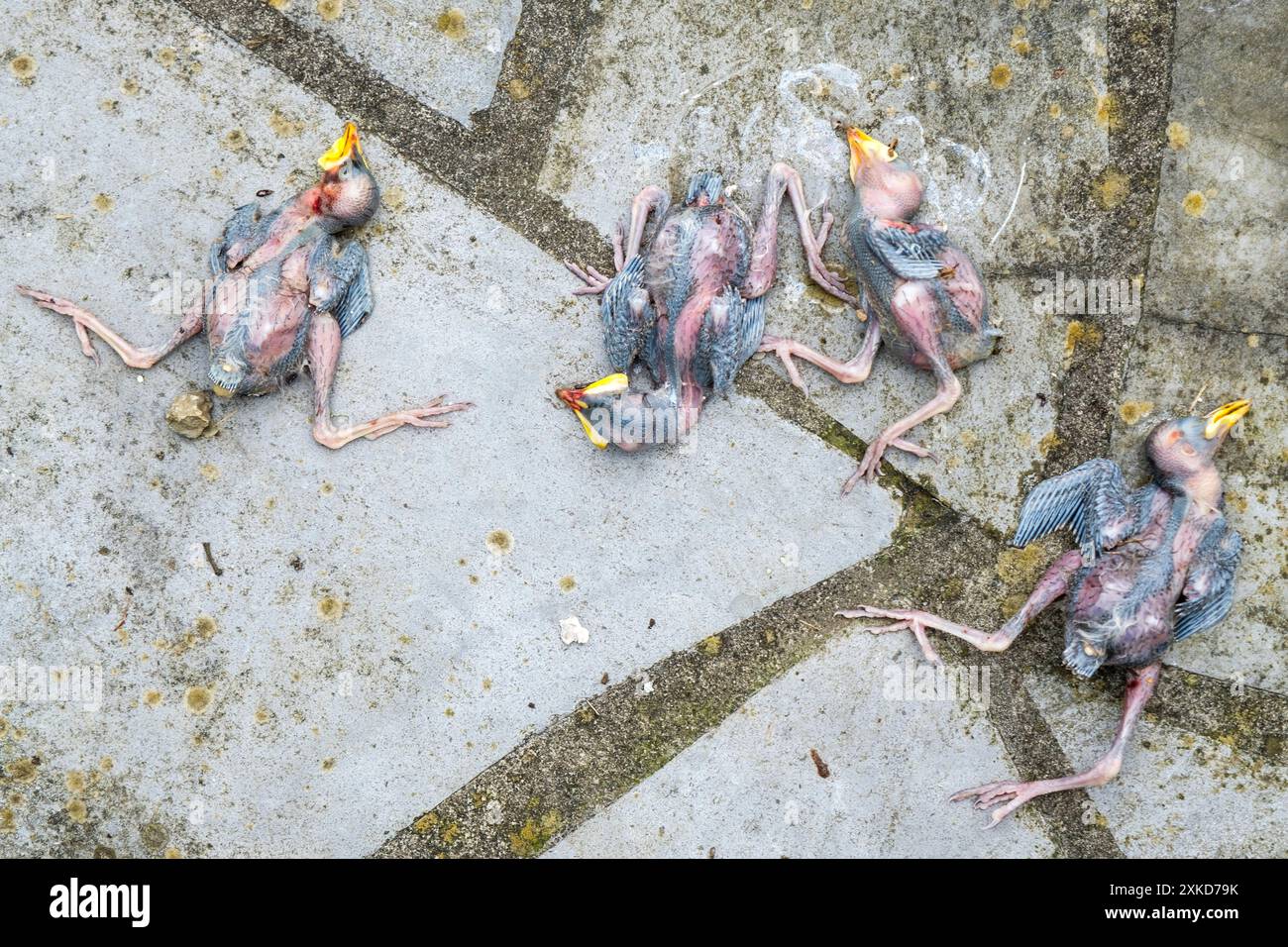 Dead baby birds falling out of the nest | Oisillons morts tombés du nid ...