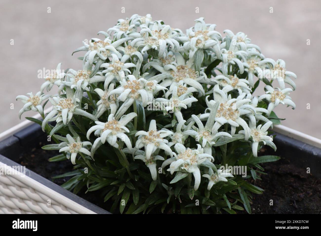 Blooming of Edelweiss flower. Leontopodium alpinum or Blossom of Snow ...