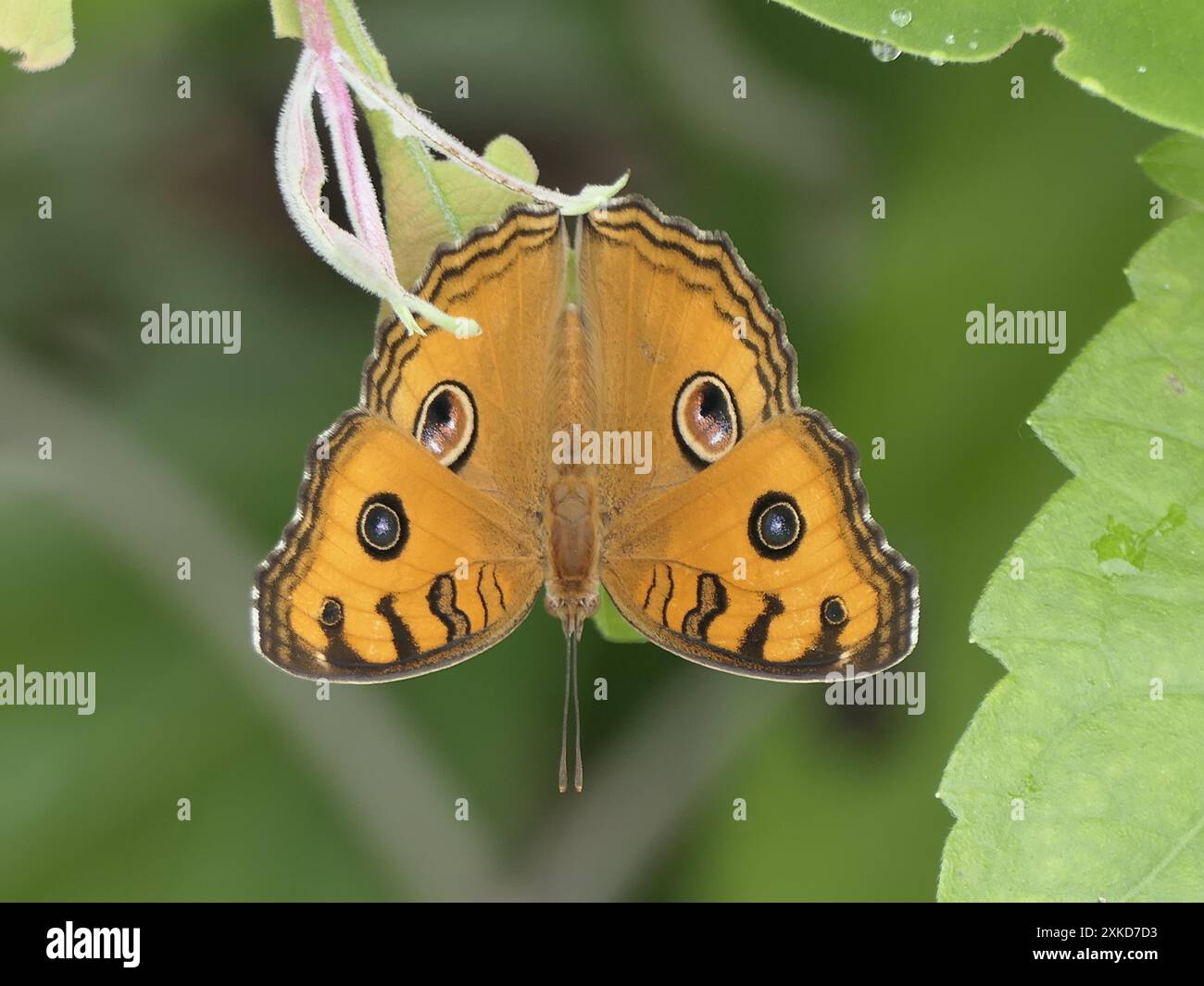 A Close-up of a beautiful orange butterfly with eye spots on its wings ...