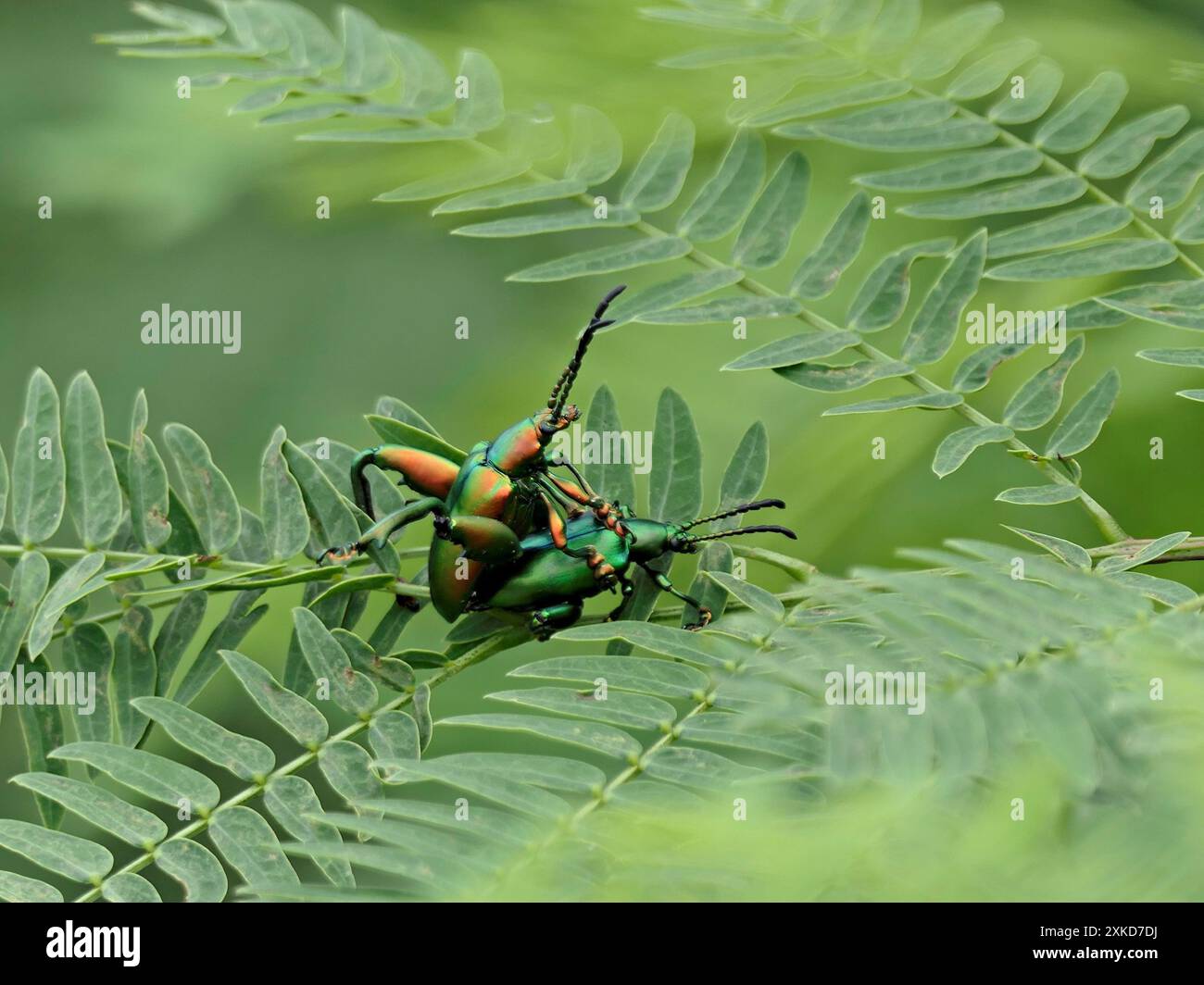 A Close-up of two colorful beetles mating on green leaves in a lush ...