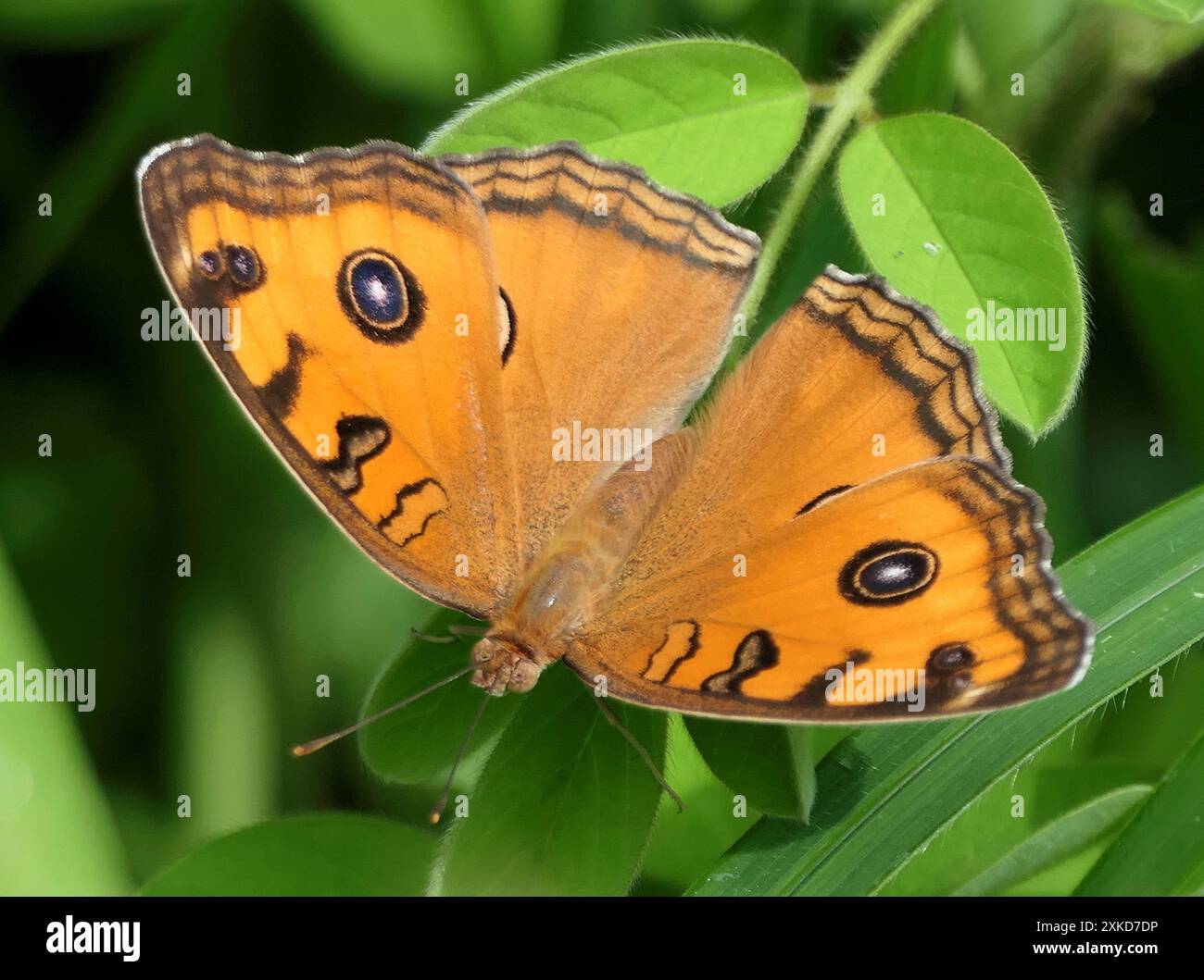 A close-up shot of an orange butterfly with eye spots on its wings ...