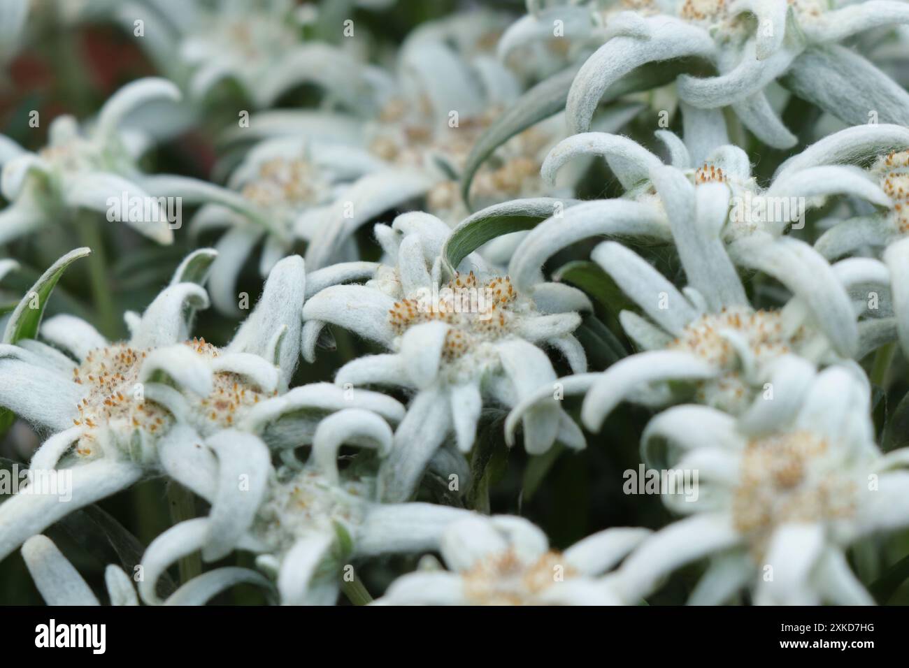 Blooming of Edelweiss flower. Leontopodium alpinum or Blossom of Snow ...