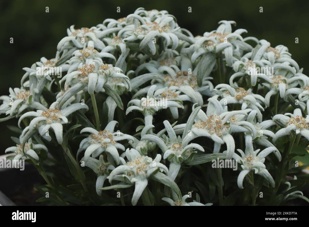 Blooming of Edelweiss flower. Leontopodium alpinum or Blossom of Snow ...