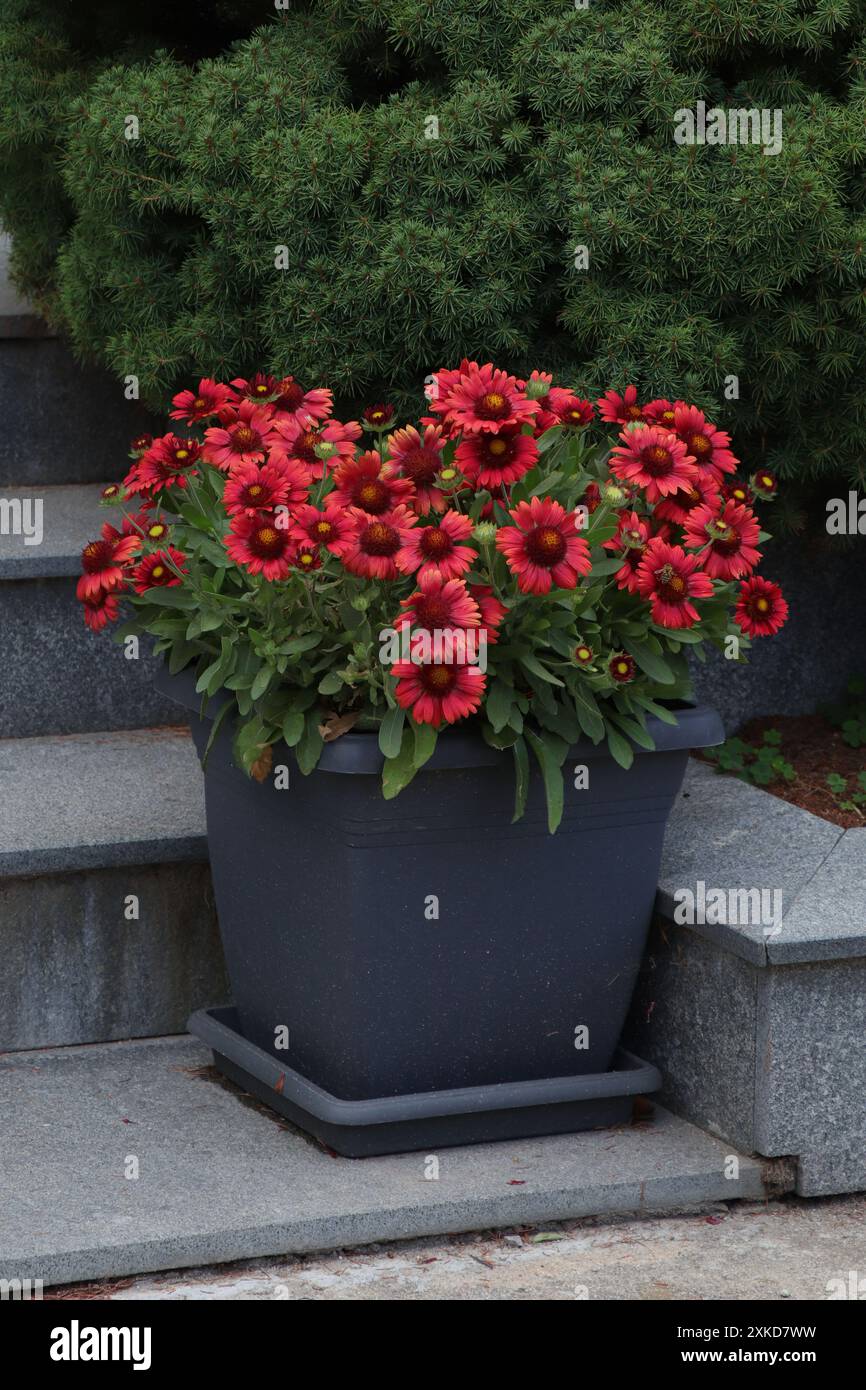 Red gaillardia mesa hi-res stock photography and images - Alamy