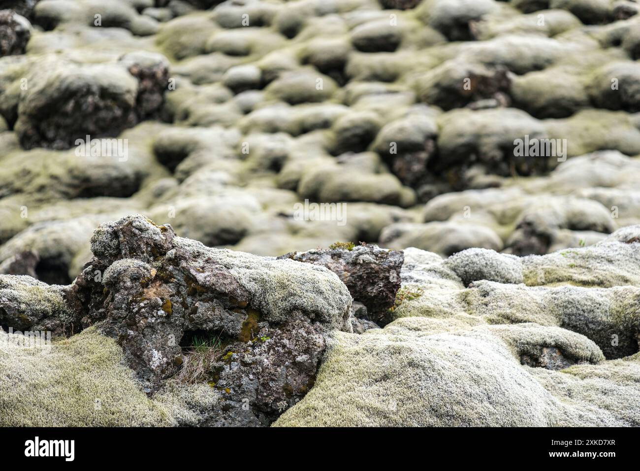 Eldhraun lava field and its moss heath | Le champ de lave d'Eldhraun et ...