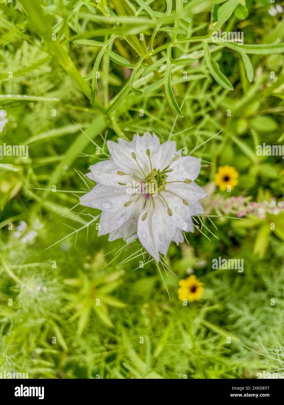 Cumin grass hi-res stock photography and images - Alamy