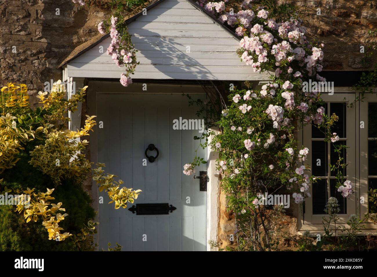 Light pink climbing rose around porch doorway to cottage,England,Europe ...