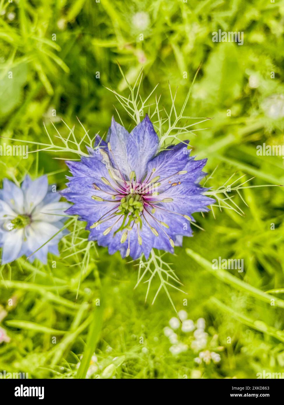 Cumin grass hi-res stock photography and images - Alamy