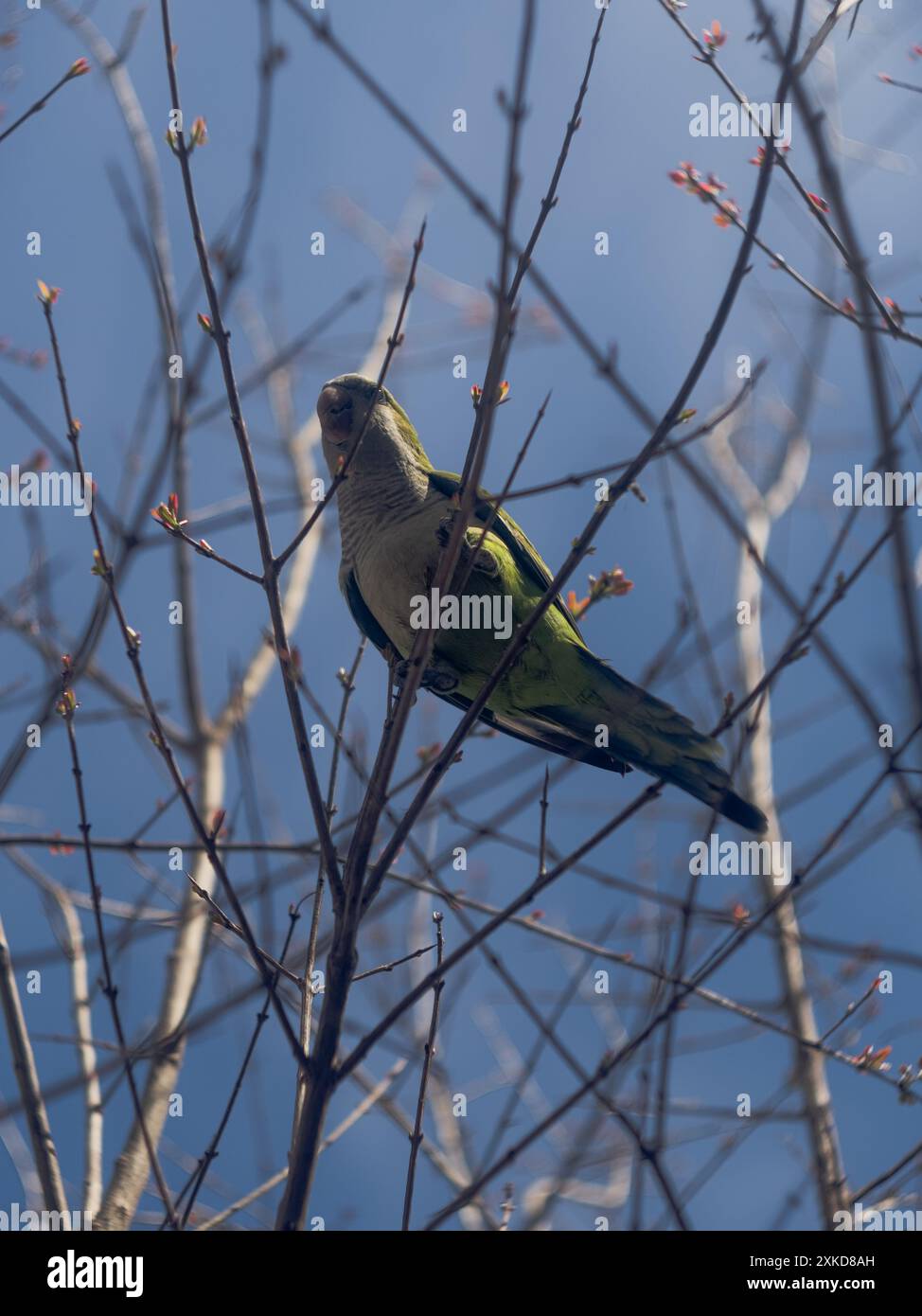 green parrot sitting on a tree branch Stock Photo - Alamy