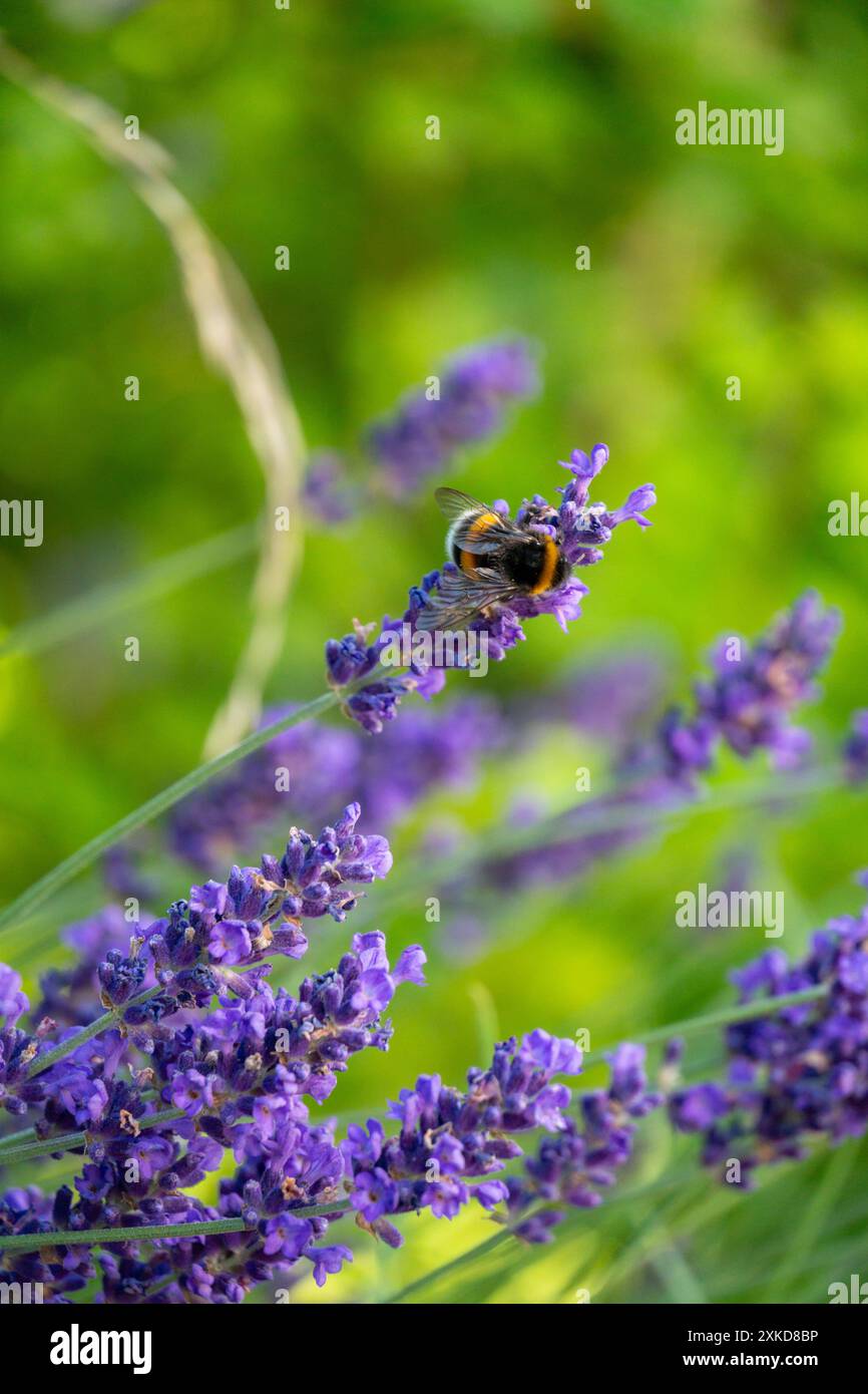 Bumblebee Pollinating Lavender in Horten, Norway Stock Photo - Alamy