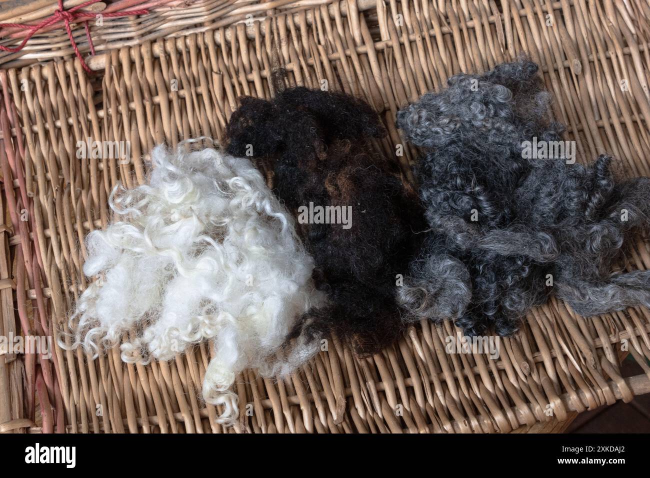 Three different samples of washed raw wool from different breeds of ...