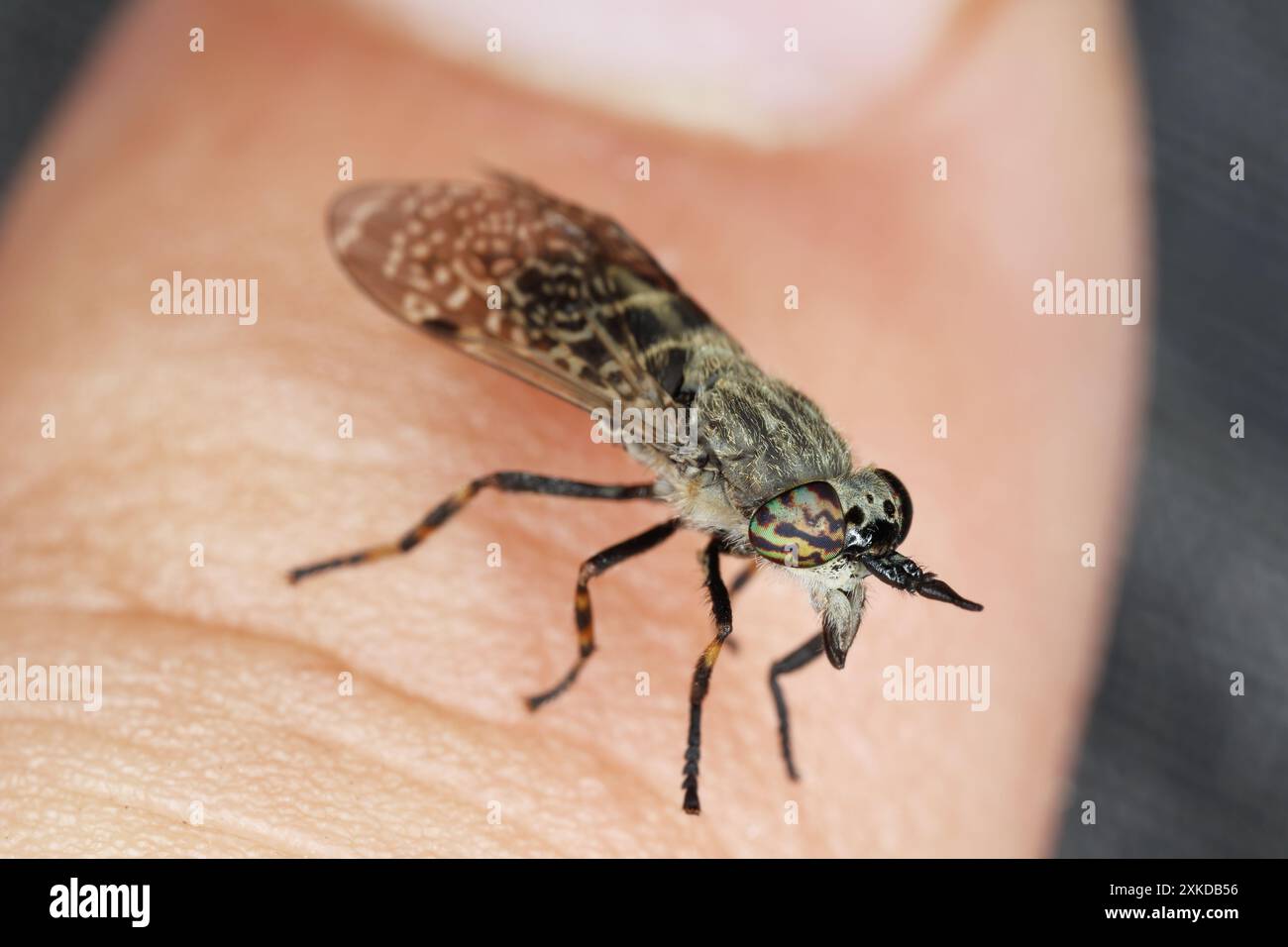 Horsefly biting on human skin. Notch-horned Cleg or cleg fly (Haematopota pluvialis) on finger ...