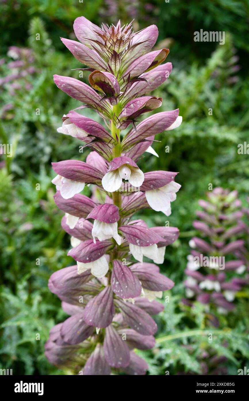 Bears breeches acanthus spinosus hi-res stock photography and images ...