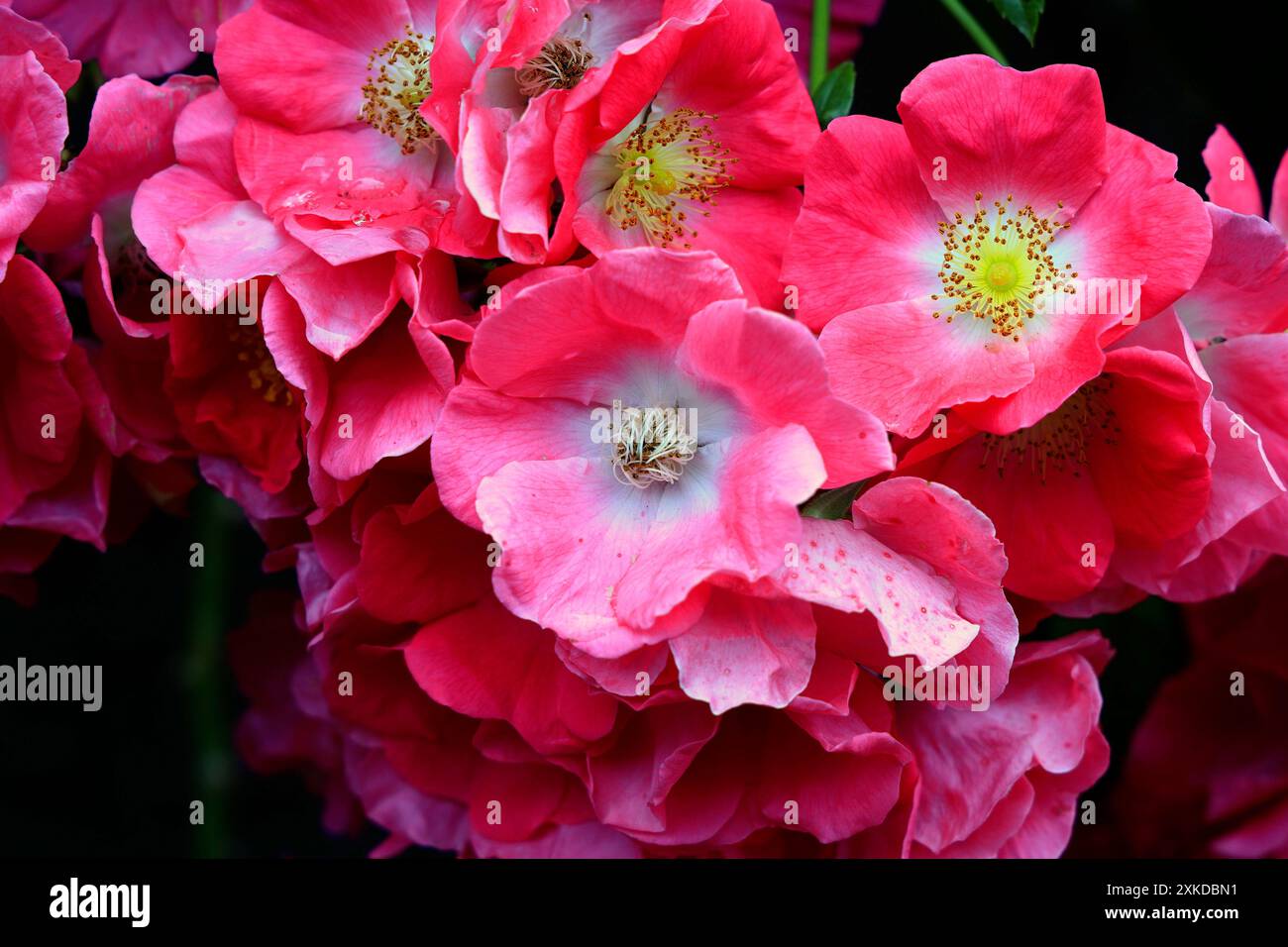 Rose july uk hi-res stock photography and images - Alamy