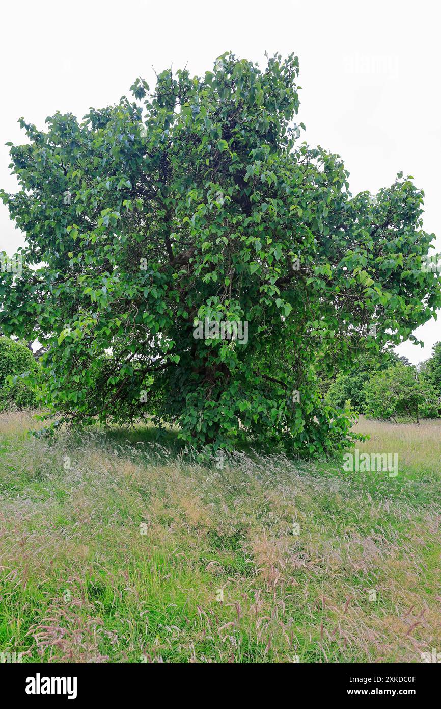 Here we go round the mulberry bush hi-res stock photography and images ...