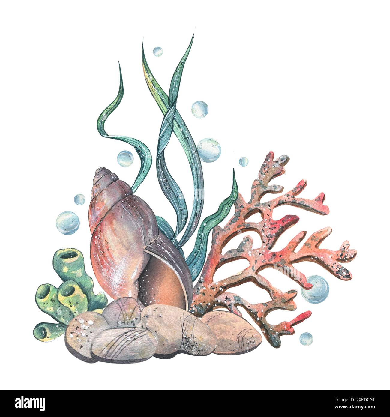 Sea shell, coral, sea sponge, algae, pebbles and bubbles. Hand drawn ...