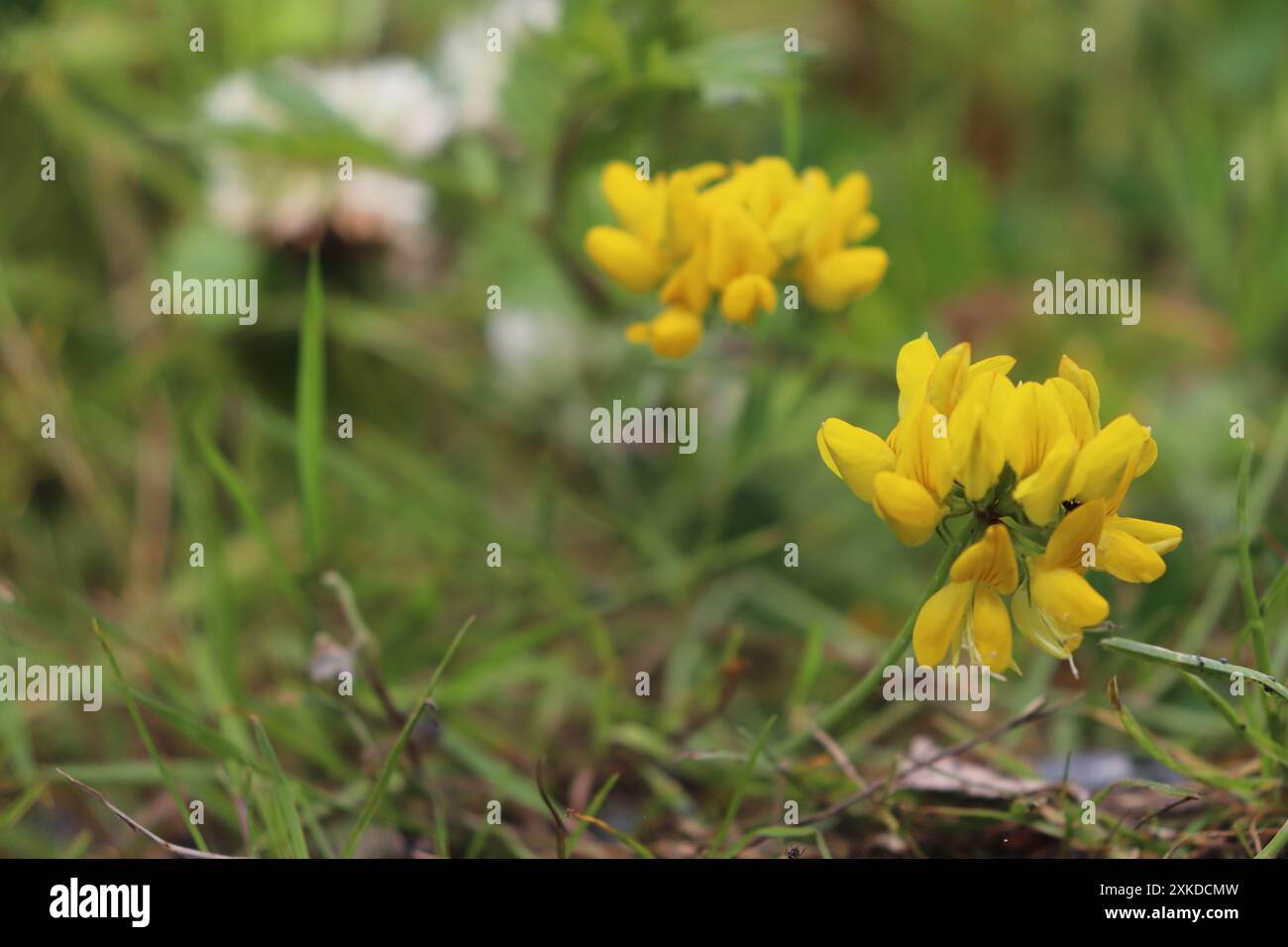 Flowers in the Forest, Blumen im Wald Stock Photo - Alamy
