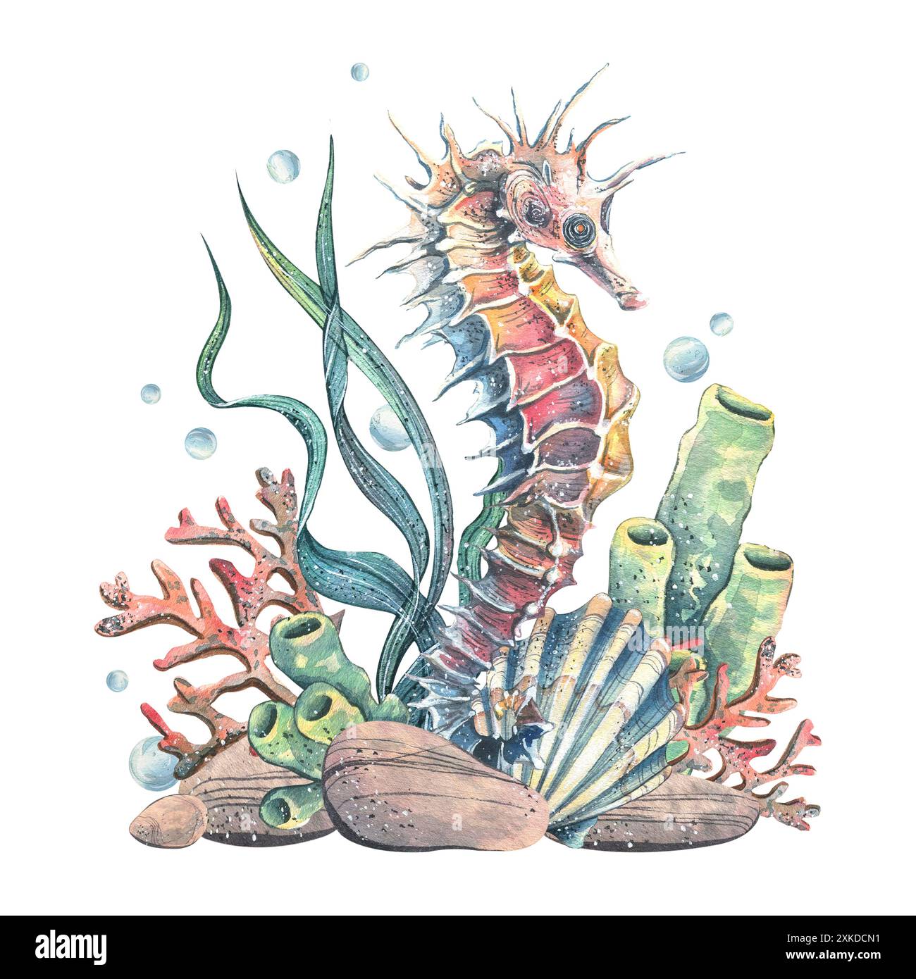 Seahorses, seashell, coral, starfish, sea sponge, algae, pebbles and ...