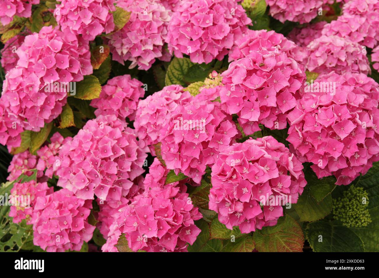 Hydrangea border hi-res stock photography and images - Alamy