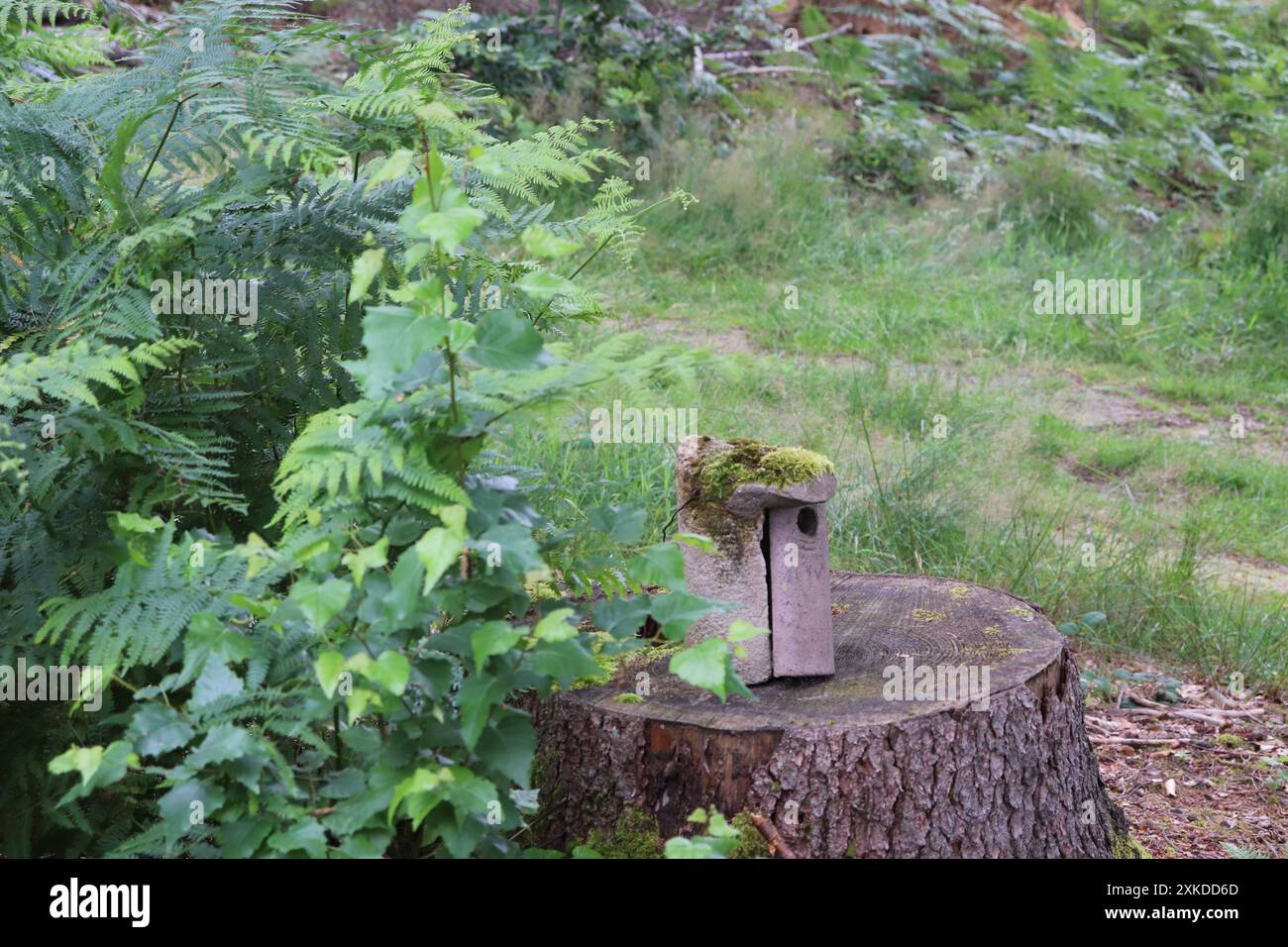 Pflanzen im Wald, Plants in The Forest Stock Photo - Alamy
