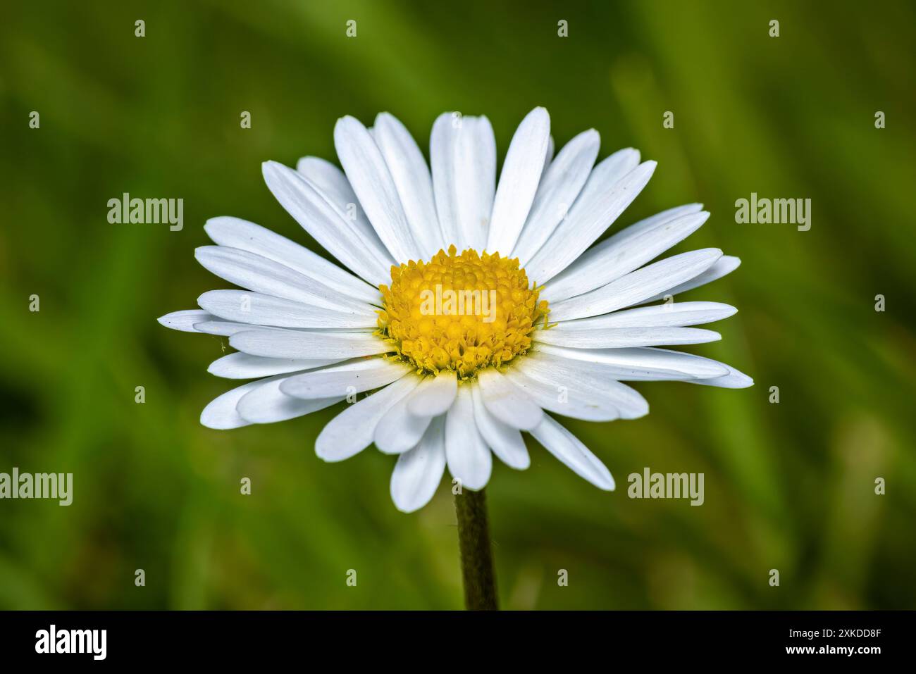Single daisy flower hi-res stock photography and images - Alamy