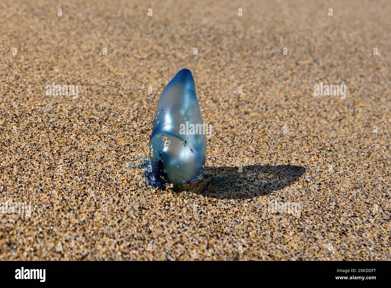 Portuguese man o' war (Physalia physalis) in close-up in the sand of ...