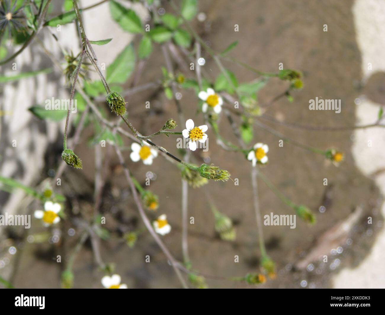 Roadside bidens pilosa flowers in Ecuador Stock Photo - Alamy