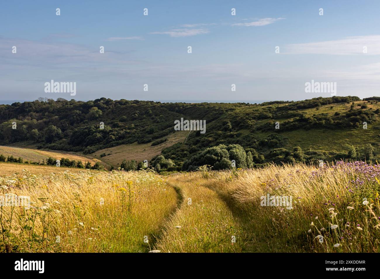 A grass pathway through a wildflower meadow in the South Downs, on a ...