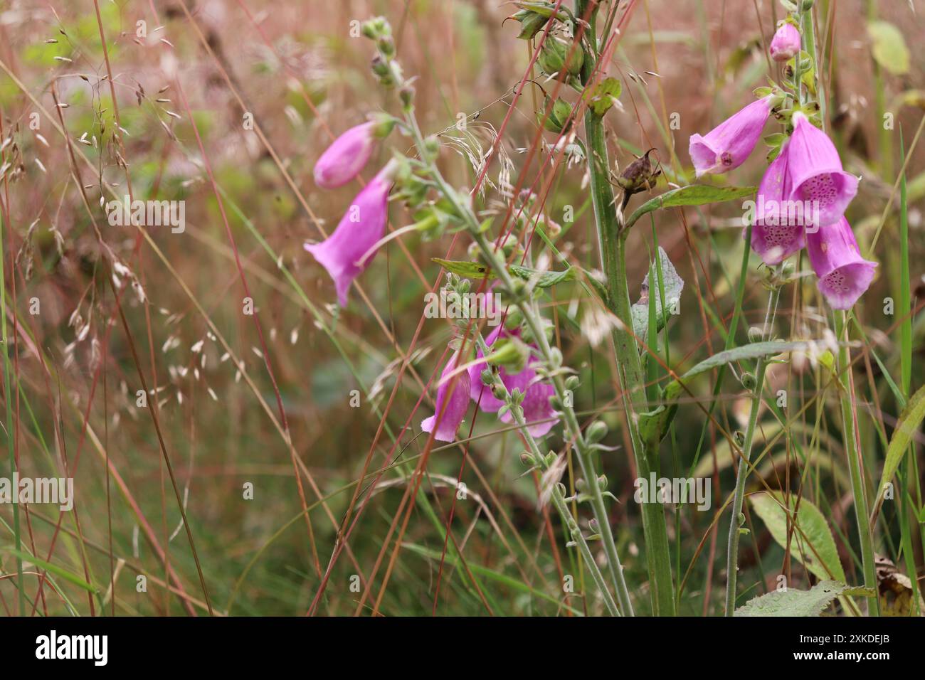 Flowers in the Forest, Blumen im Wald Stock Photo - Alamy