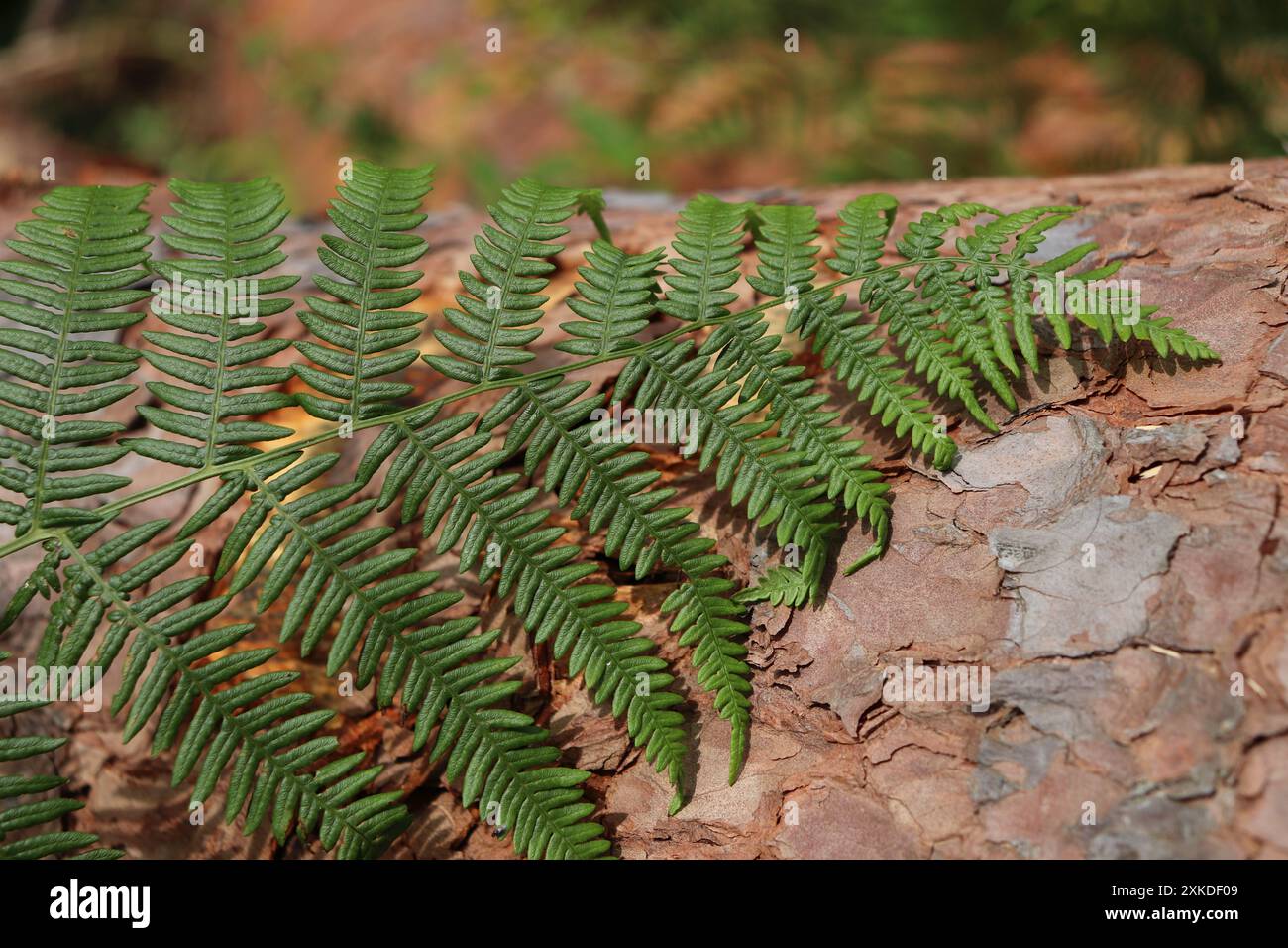 Pflanzen im Wald, Plants in The Forest Stock Photo - Alamy
