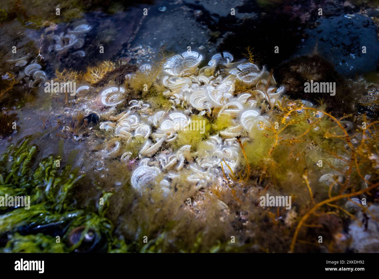 Kimmeridge rock pools hi-res stock photography and images - Alamy