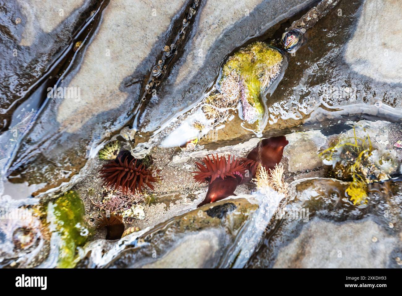 looking into clear rock pools that contain, beadlet anemonies, bivalve ...